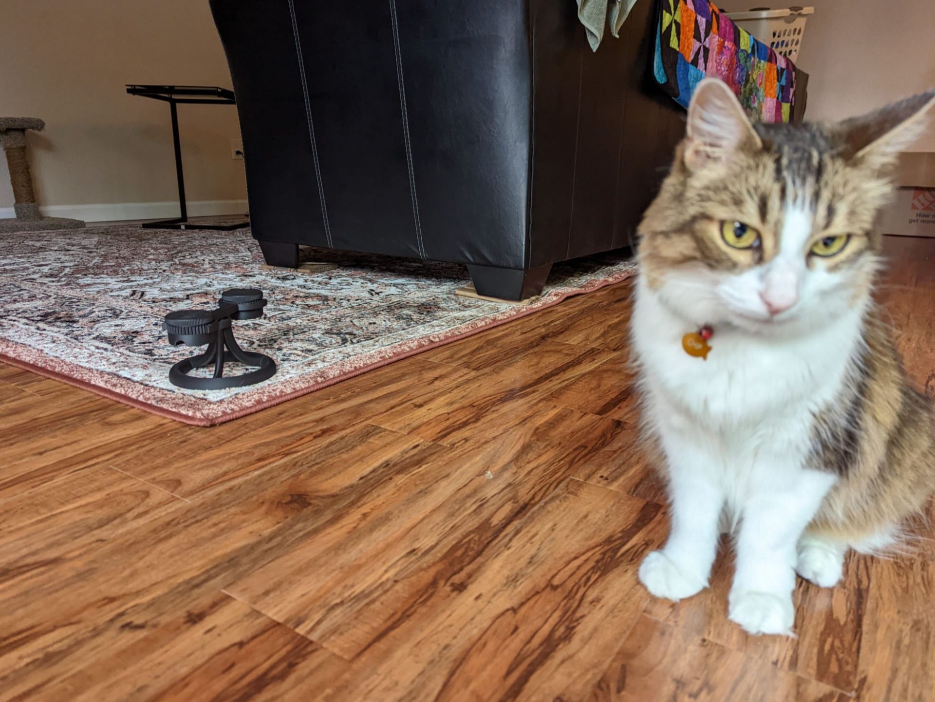 รวม 10 โมเดลฟรี!!! ทาสแมวควรทำให้เจ้านาย | 3DD Digital Fabrication ...